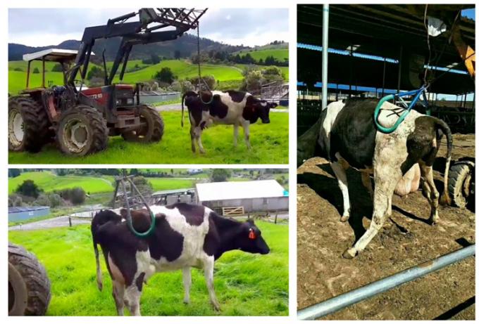 Levantador de cadera de vaca